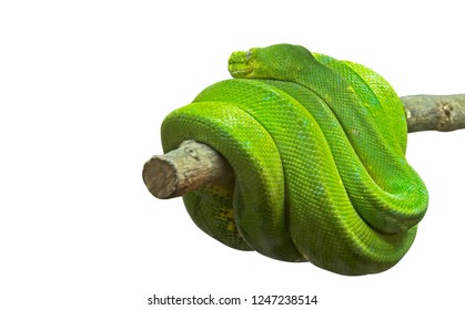 Closeup Green Tree Python Coiled Around Stock Photo 693514090 ...