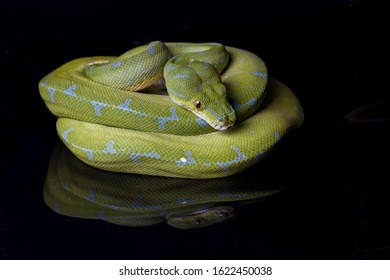 Green Tree Python Morelia Viridis Sorong Stock Photo 1622450038 ...