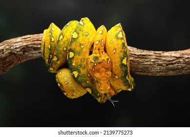 1,157 No poisonous snake Images, Stock Photos & Vectors | Shutterstock