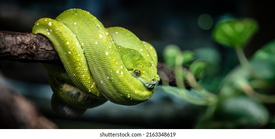 666 Emerald tree viper Images, Stock Photos & Vectors | Shutterstock