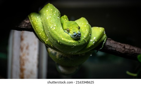 666 Emerald tree viper Images, Stock Photos & Vectors | Shutterstock