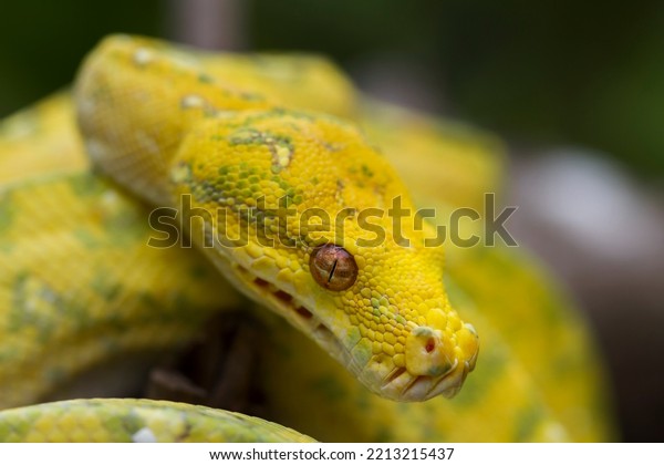 Green Tree Python Morelia Viridis On Stock Photo 2213215437 | Shutterstock