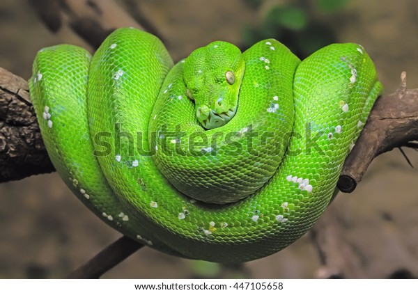 Grüner Baumpython (Morelia viridis) : Stockfoto (Jetzt bearbeiten ...