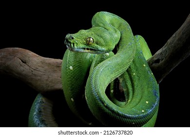 2,220 Black tailed python Images, Stock Photos & Vectors | Shutterstock