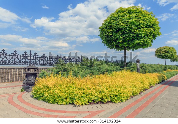 Green Tree Rounded Crown Stock Photo 314192024 | Shutterstock