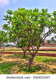 45 Tample Field Images, Stock Photos & Vectors | Shutterstock