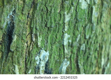 14,741 Rotten Skin Texture Images, Stock Photos & Vectors | Shutterstock