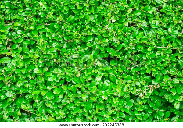 Green Tree Texture Background Stock Photo 202245388 | Shutterstock