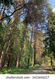 Pinus Occidentalis Hispaniolan Pine Pine Endemic ภาพสต็อก 1223876548 ...