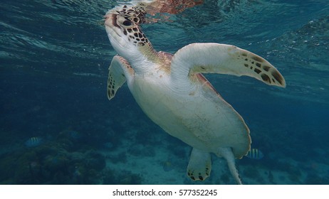 Funny Face Closeup Angry Green Loggerhead Stock Photo (Edit Now) 1231889953