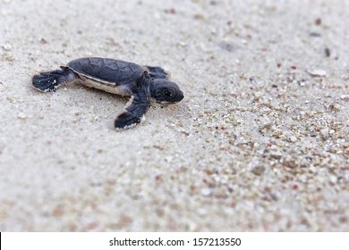 11,320 Green turtle baby Images, Stock Photos & Vectors | Shutterstock