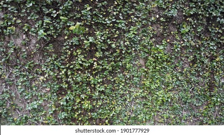 Green Vine Wall Texture Background Stock Stock Photo 1901777929 ...