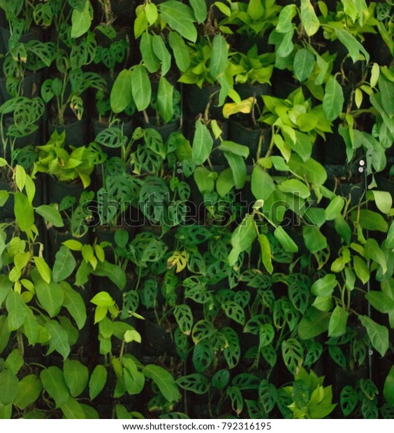 Green Wall Backdrop Stock Photo 792316195 | Shutterstock