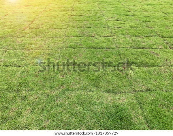 Green yard that just started planting, divided into squares.Having a ...