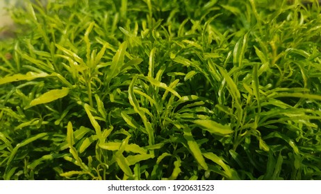 Greenery Background Leaf Texture Stock Photo 1920631523 | Shutterstock