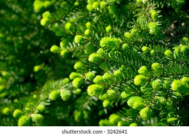 Greenery Background Texture Stock Photo 3242641 | Shutterstock
