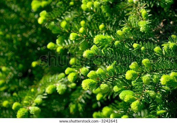 Greenery Background Texture Stock Photo 3242641 | Shutterstock