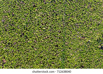 Greenery Texture Stock Photo 712638040 | Shutterstock