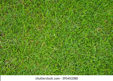 1,111 Green gress Images, Stock Photos & Vectors | Shutterstock
