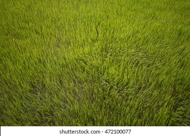Green Rice Fields Bamboo Bridges Walkway Stock Photo 1836088633 ...