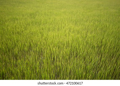 Green Rice Field Background Green Leaf Stock Photo 1129698368 ...