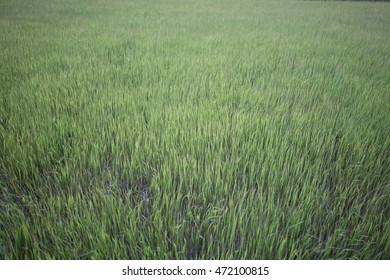 106 Ground Gress Images, Stock Photos & Vectors | Shutterstock