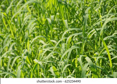 1,242 Background Gress Images, Stock Photos & Vectors | Shutterstock