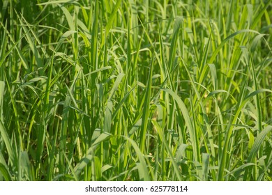 Gress Background Stock Photo 625778114 | Shutterstock