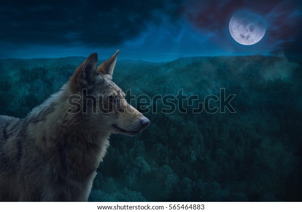 Grey Alpha Wolf During Full Moon Stock Photo 565464883 | Shutterstock