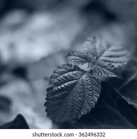 Grey Colored Leaf Stock Photo 362496332 | Shutterstock