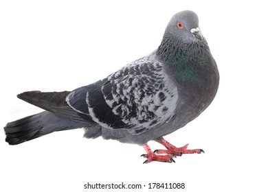 Grey Dove Isolated On White Background Stock Photo 178411088 | Shutterstock