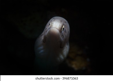 Grey Eel Parasite Stock Photo 396871063 | Shutterstock
