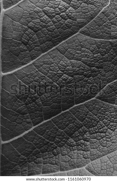 Grey Leaf Tree Leaf Texture Closeup Stock Photo 1161060970 | Shutterstock