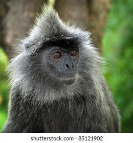 Black Monkey Face Stock Photo 626458388 | Shutterstock