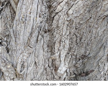 Grey Tree Bark Texture Background Stock Photo 1602907657 | Shutterstock