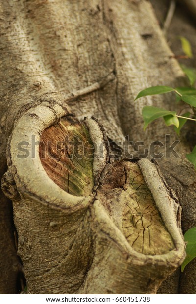 Grey Trunk Tree Stock Photo 660451738 | Shutterstock