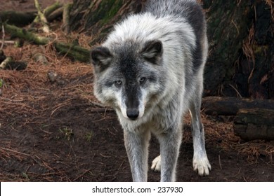 78 Wolf Prowl Stare Images, Stock Photos & Vectors | Shutterstock