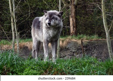 78 Wolf Prowl Stare Images, Stock Photos & Vectors | Shutterstock