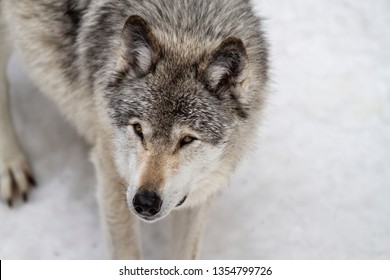 Scary Dark Gray Wolf Canis Lupus Stock Photo (Edit Now) 747524755