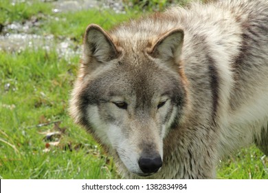 Grey Wolf Face Close Stock Photo 1382834984 | Shutterstock