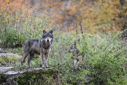 Gray wolf in the winter forest. Wolf in the nature habitat, an Animal ...