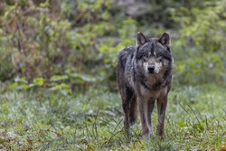 Gray wolf in the winter forest. Wolf in the nature habitat, an Animal ...