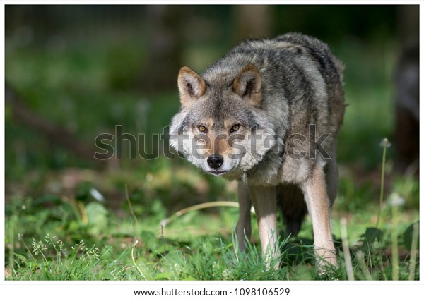 Grey Wolf Forest Stock Photo 1098106529 | Shutterstock