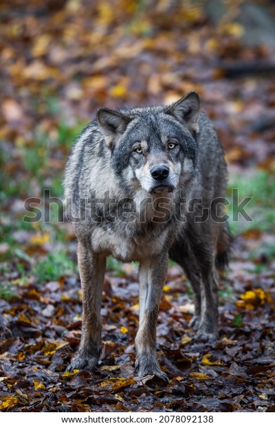 Grey Wolf Forest Stock Photo 2078092138 | Shutterstock