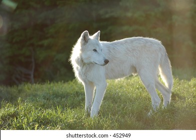Grey Wolf Looking Back Stock Photo 452949 | Shutterstock