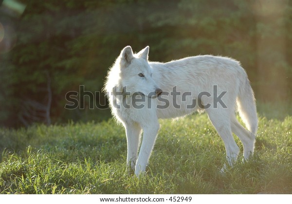 Grey Wolf Looking Back Stock Photo 452949 | Shutterstock