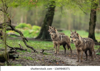 Grey Wolf Rain Stock Photo 1369848371 | Shutterstock