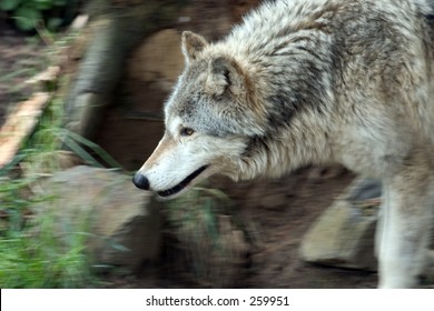 78 Wolf Prowl Stare Images, Stock Photos & Vectors | Shutterstock
