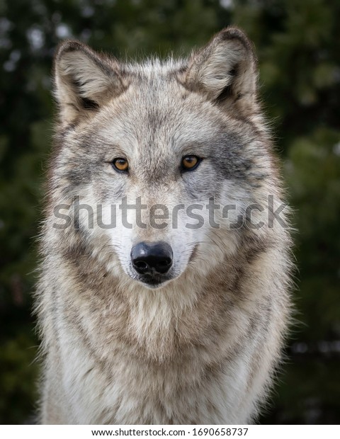 Grey Wolf Springtime Midwest Stock Photo 1690658737 | Shutterstock