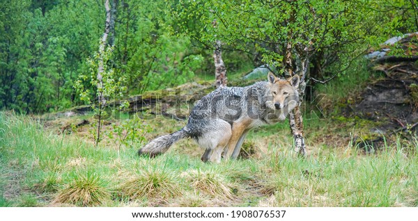 Grey Wolf Summer Stock Photo 1908076537 | Shutterstock